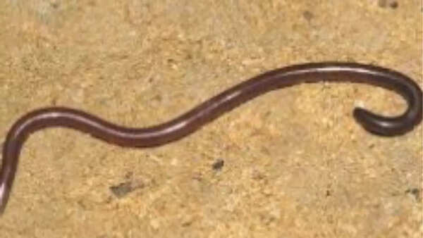 7 slowest snake species on Earth | - The Times of India