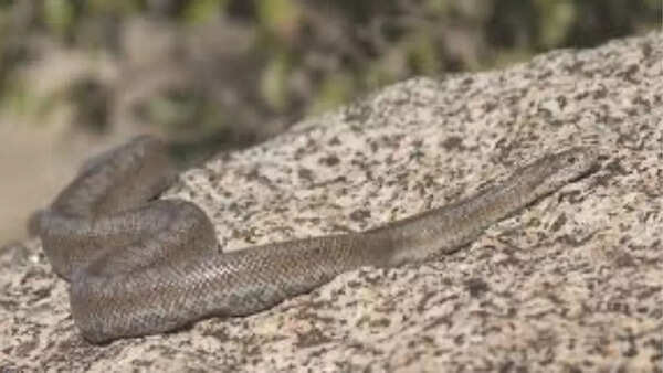 7 slowest snake species on Earth | - The Times of India