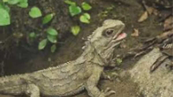 7 ancient animals that have survived for millions of years | - The ...