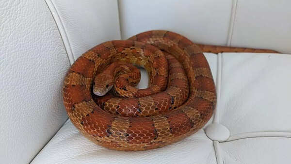 8 Snakes that don’t usually bite including corn snakes, ball python and ...