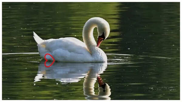 Optical illusion: Only a genius can spot the heart in this picture of a ...