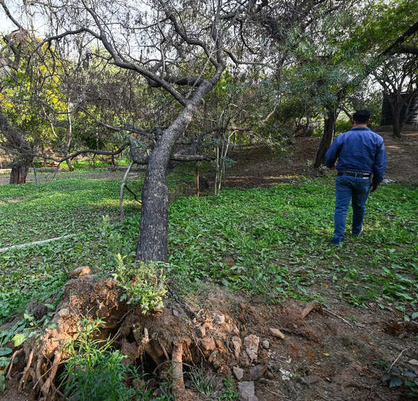 Delhi earthquake uprooted 25-year-old tree at Dhaula Kuan Jheel Park ...