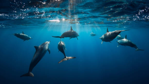 This is the only Dolphin sanctuary in India; details inside - The Times ...