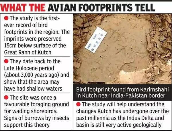 3,000-year-old footprints of shorebirds ‘sighted’ in Kutch | Ahmedabad ...
