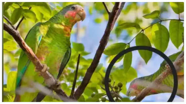 Optical illusion: Only a genius can spot the second parrot on the tree ...