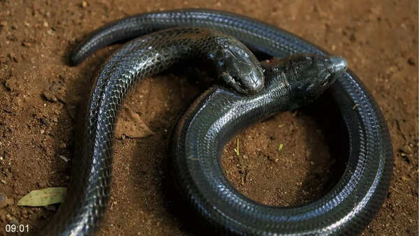 5 stunning purple snakes you didn’t know existed | - The Times of India