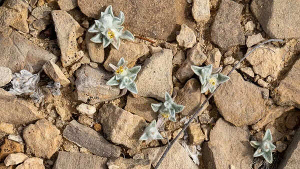 What is 'Wooly Devil'? The new plant species discovered at a U.S ...