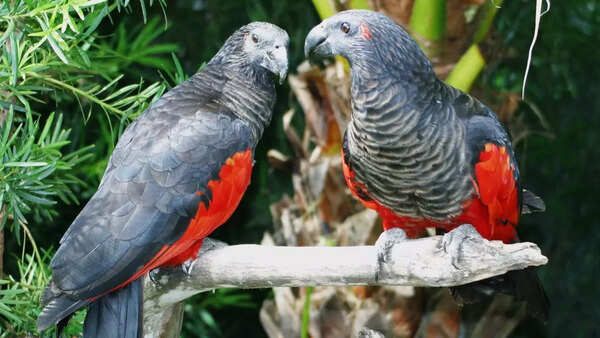 10 most scary animals on Earth and their chilling features | - The ...