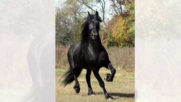 10 most beautiful horse breeds in the world | - The Times of India