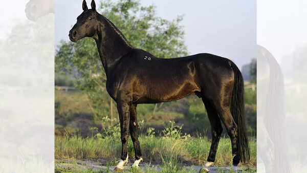 10 most beautiful horse breeds in the world | - Times of India