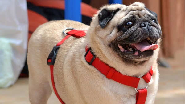 7 family-friendly dog breeds that are great with kids | - The Times of ...