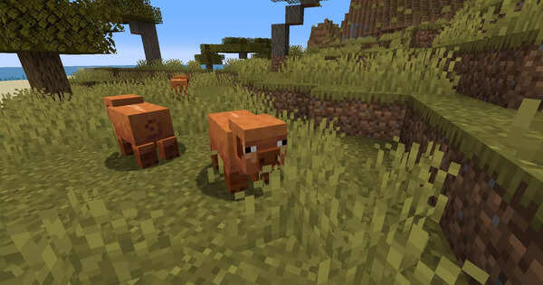 Where to Find Warm and Cold Pig in Minecraft | Esports News - The Times ...