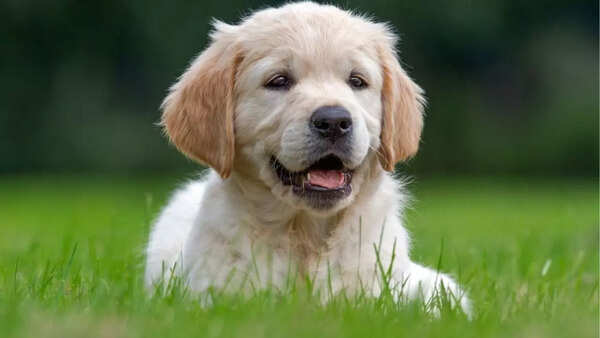 7 animals that are known for spreading positive energy and good vibes ...