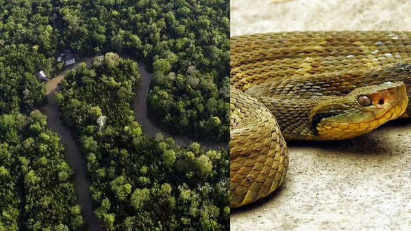 10 Deadliest snake spots in the world featuring king cobra, Indian ...