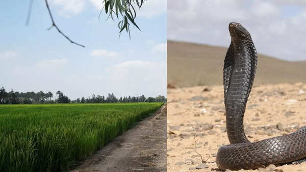 10 Deadliest snake spots in the world featuring king cobra, Indian cobra, and other venomous ...