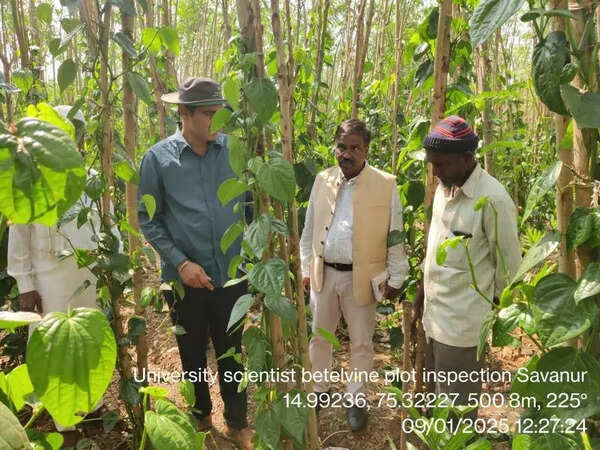 Scientists sound the alarm: Nepal has imminent threat of devastating ...