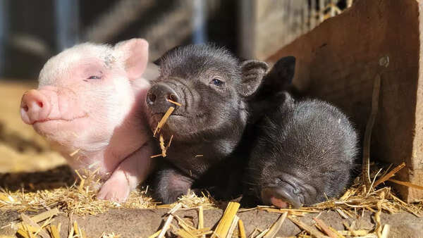 Three piglets left to starve in controversial art exhibit mysteriously ...