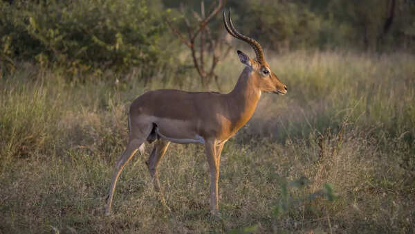 Fastest animals in the world from kangaroo to common impala and their ...