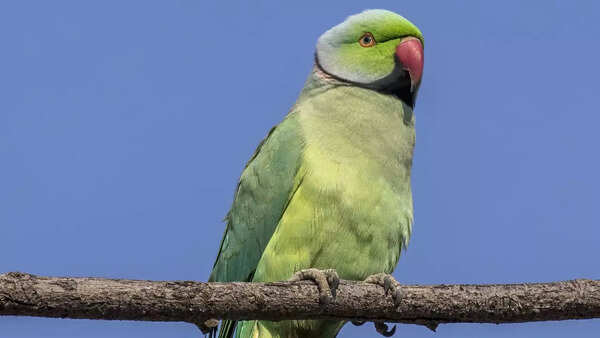 6 Amazing talking birds that can become your best friend including Myna ...