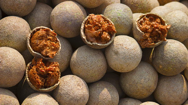 Bel fruit: 6 Amazing benefits of eating wood apple during summer | - The Times of India