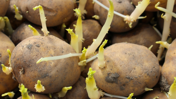 Is it safe to eat sprouted potatoes? - Times of India