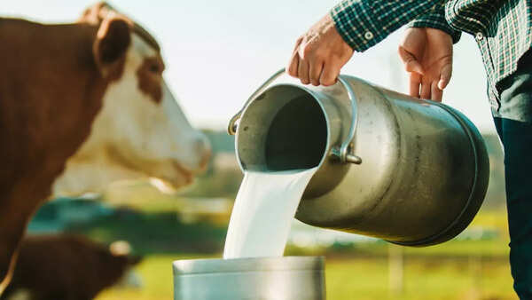 Do you consume raw milk? Here are some compelling reasons to avoid it ...