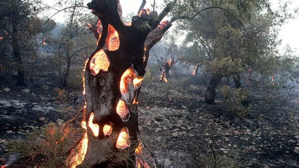 What happens after a fire? Here’s how the ecosystem recovers - The ...