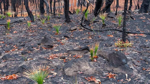 What happens after a fire? Here’s how the ecosystem recovers - The ...