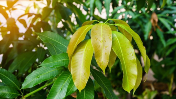 Cow Eating Mango Leaves