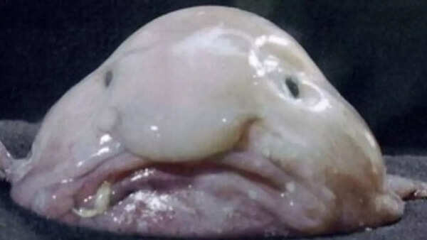 THIS is the world's ugliest fish that just won New Zealand's Fish of the Year - The Times of India