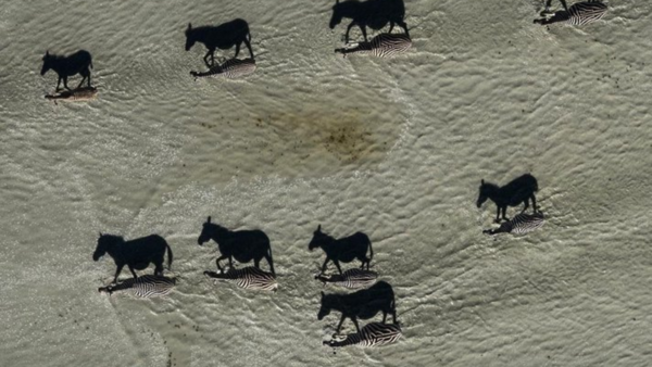 Can you spot the hidden zebras in this incredible aerial photograph ...