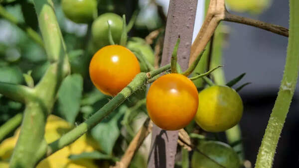 Hybrid tomatoes vs. desi tomatoes: Which is better for health and ...