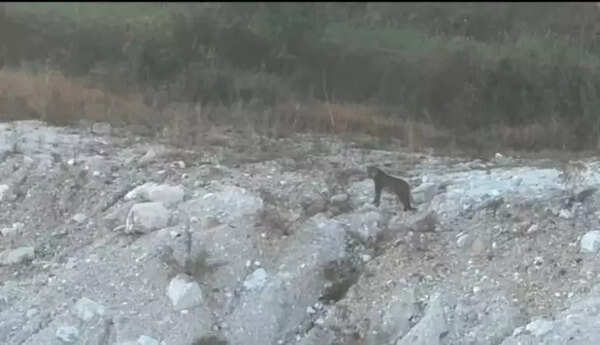 Ukrainian Troops Caught Off Guard Near Pokrovsk; Russian Ambush 'Burns ...