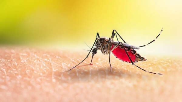 Dengue Fever Symptoms: CDC alerts about dengue fever threat: Know the ...