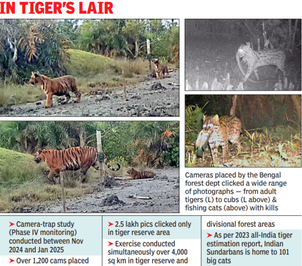 Cams reveal stable Sundarbans tiger count, click small cats in action ...