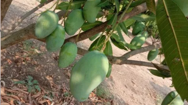 Surprising skin benefits of Kaccha Aam to beat the heat - The Times of ...