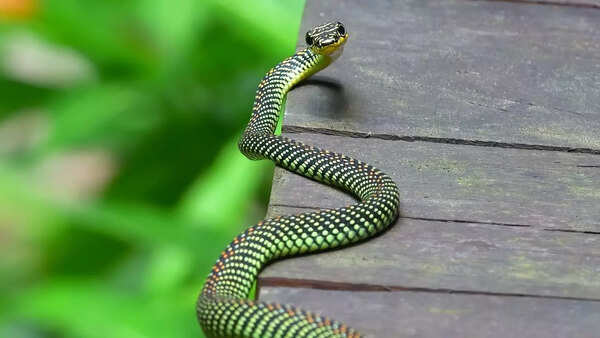 Flying snakes that bite on the forehead: Is it a myth or terrifying reality? - The Times of India