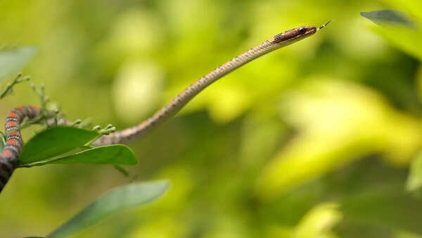 Flying snakes that bite on the forehead: Is it a myth or terrifying reality? - The Times of India