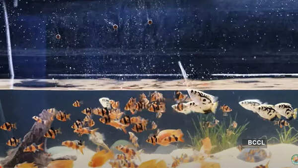 THIS exotic freshwater pet fish can shoot down its prey - The Times of ...