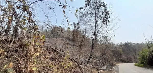 Wildfires Burn U.S. Again; Emergency Declared In North Carolina | 1,600 Acres Of Land On Fire