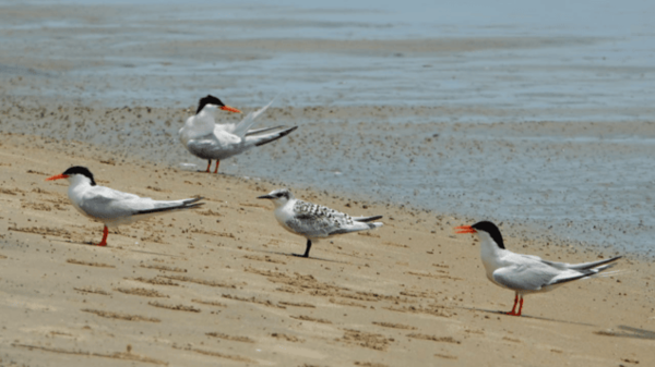 Breakthrough seabird discovery: Large breeding grounds found on Gulf of ...