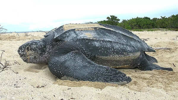 7 largest reptiles on earth ‘six times’ larger than a human – from ...