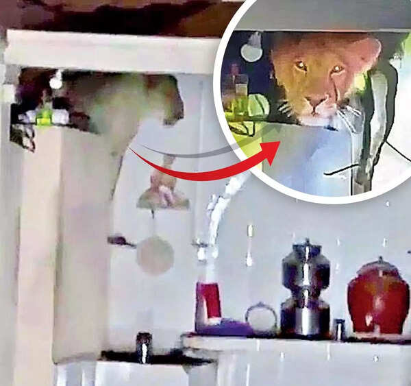 Lion’s midnight trip into their kitchen startles Gujarat's Amreli ...