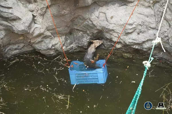 Amid 'Animal's massive success; Aamir Khan's old video speaking against ...