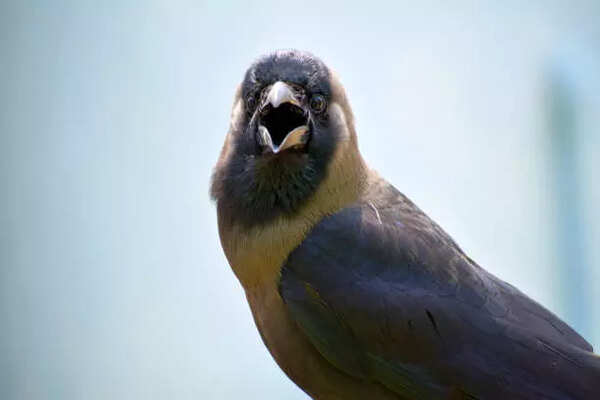 Meet the crow that can talk: New celebrity bird leaves the internet ...
