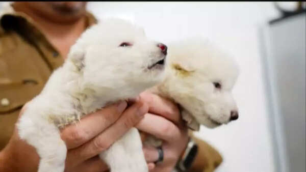 Dire wolves went extinct 12,500 years ago — now they’re are back: Here ...