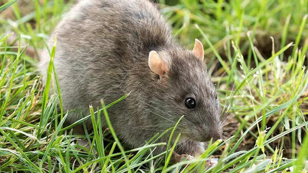 10 Animals that respond early to an earthquake | - Times of India