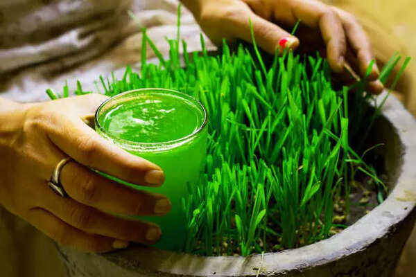 Wheatgrass Benefits for Hair: How to make wheatgrass shot for hair growth | - The Times of India