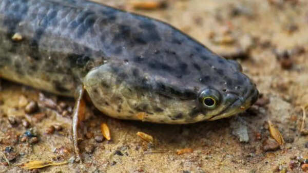 Northern Snakehead: This creepy fish is invading US rivers — and ...