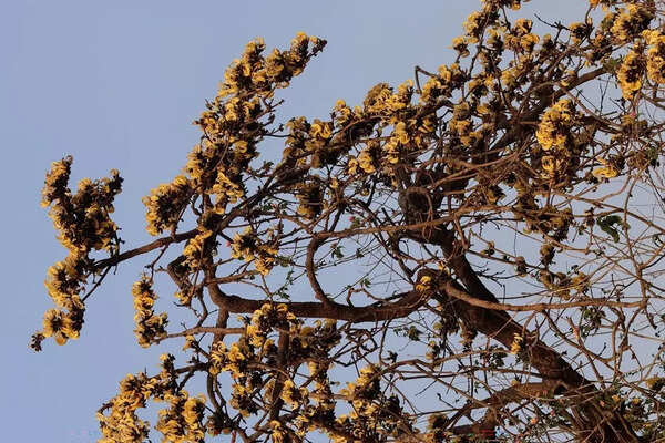 Flame of the forest puts on a rare yellow face in Mangar’s Aravalis ...